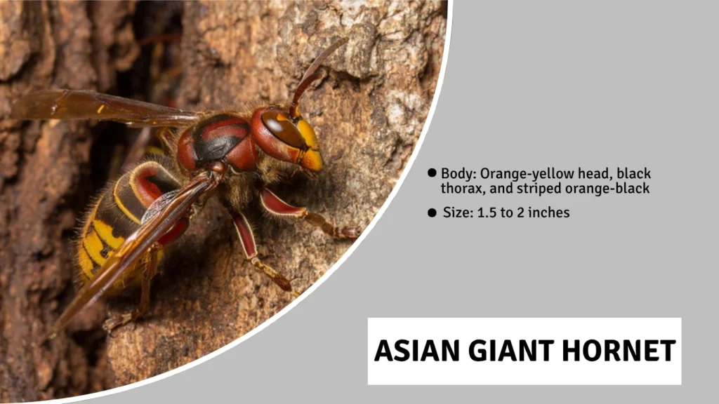 9 Large Wasp-Type Insects: You Should Know About Them