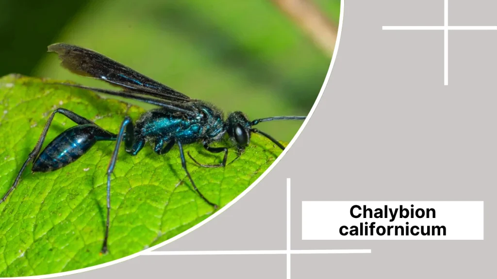 17 Types of Mud Dauber Wasps: Identification With Pictures