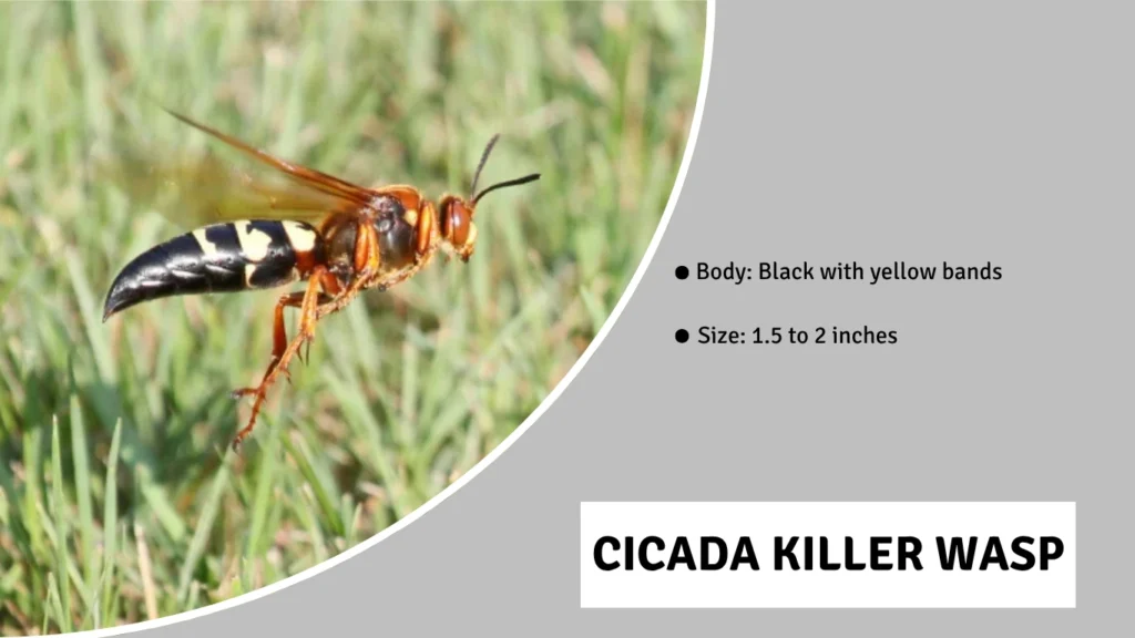9 Large Wasp-Type Insects: You Should Know About Them