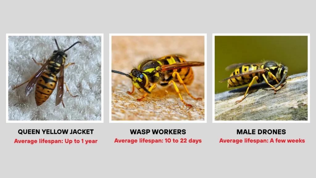 What Is the Average Lifespan of a Yellow Jacket Wasp?