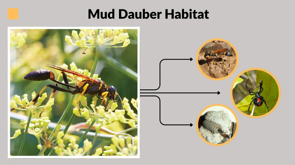 Where Do Mud Dauber Wasps Live and Which Countries?