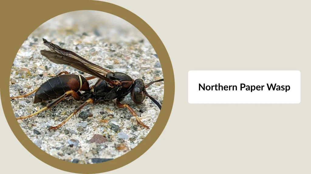 25 Striped Wasps: Black, Yellow, White, and Red Banded Species