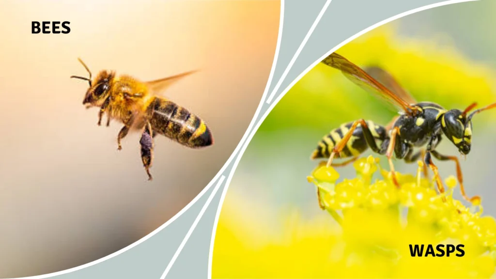 8 Key Differences Between Bees and Wasps