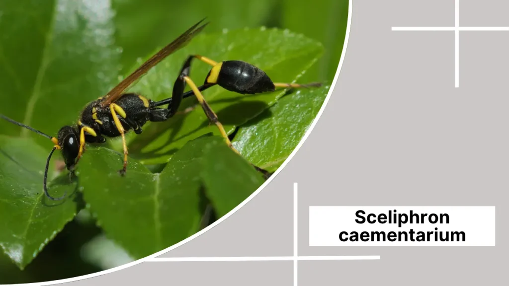 17 Types of Mud Dauber Wasps: Identification With Pictures
