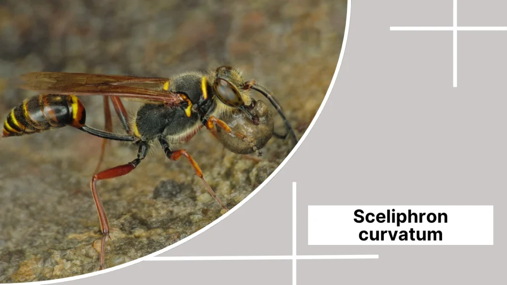 17 Types of Mud Dauber Wasps: Identification With Pictures