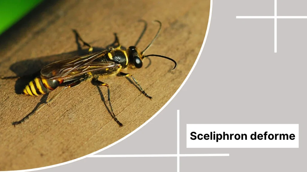 17 Types of Mud Dauber Wasps: Identification With Pictures