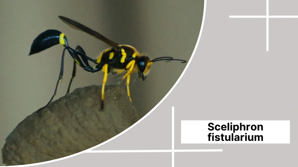 17 Types of Mud Dauber Wasps: Identification With Pictures