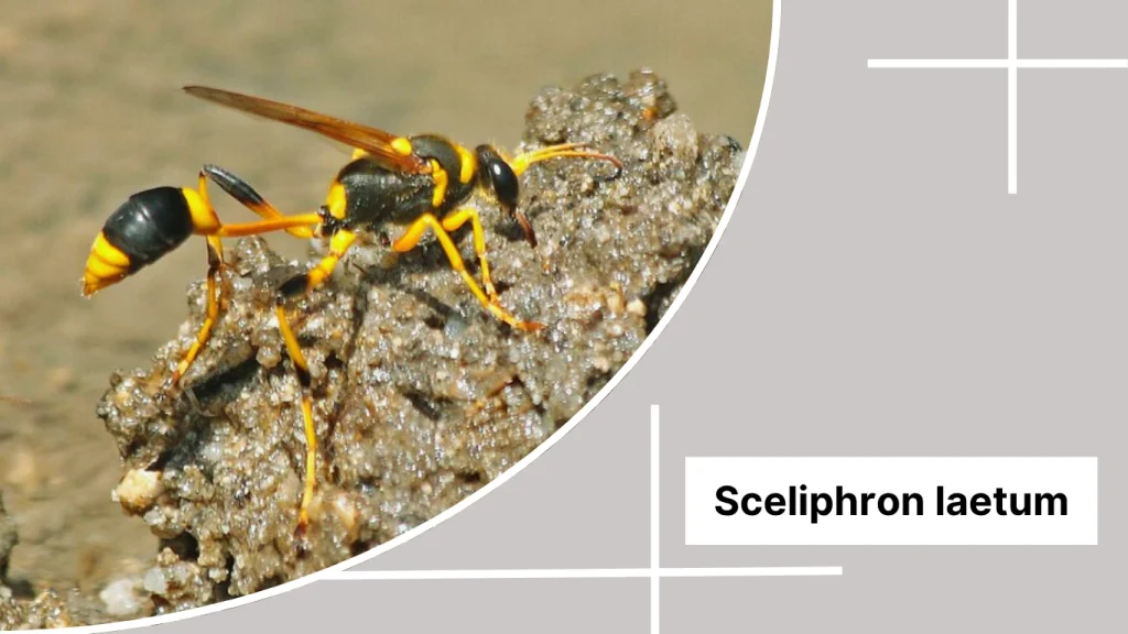 17 Types of Mud Dauber Wasps: Identification With Pictures