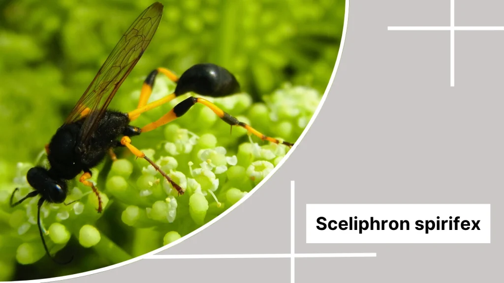 17 Types of Mud Dauber Wasps: Identification With Pictures