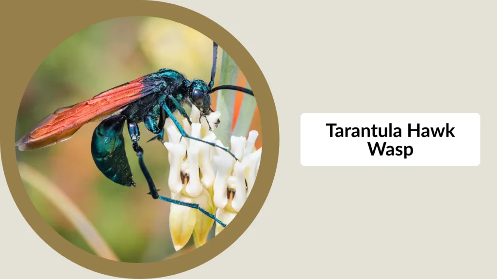25 Striped Wasps: Black, Yellow, White, and Red Banded Species