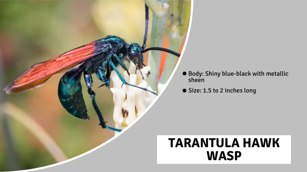9 Large Wasp-Type Insects: You Should Know About Them