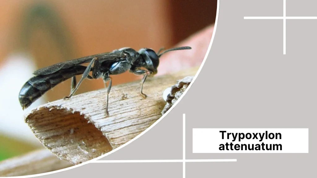 17 Types of Mud Dauber Wasps: Identification With Pictures