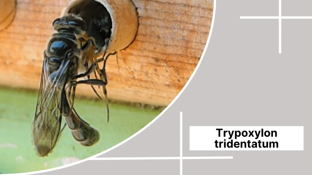 17 Types of Mud Dauber Wasps: Identification With Pictures