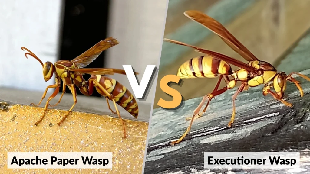 Apache Paper Wasp: Sting, Size, Nesting, Range, Behavior & More