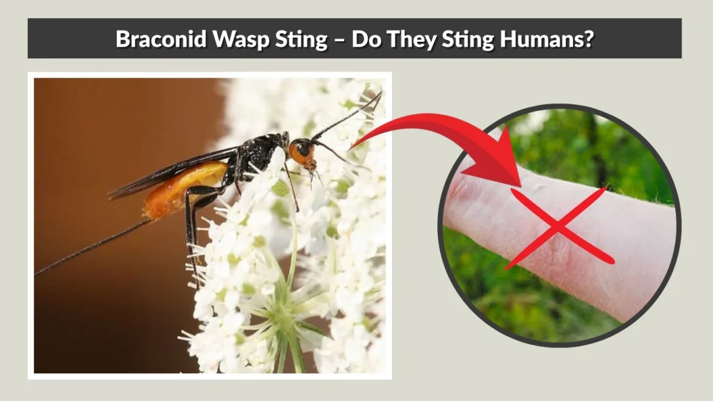 Braconid Wasps: Size, Color, Sting, Identification, Life Cycle