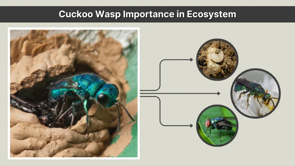 Cuckoo Wasp: Size, Color, Sting, Habitat, Identification, Life Cycle