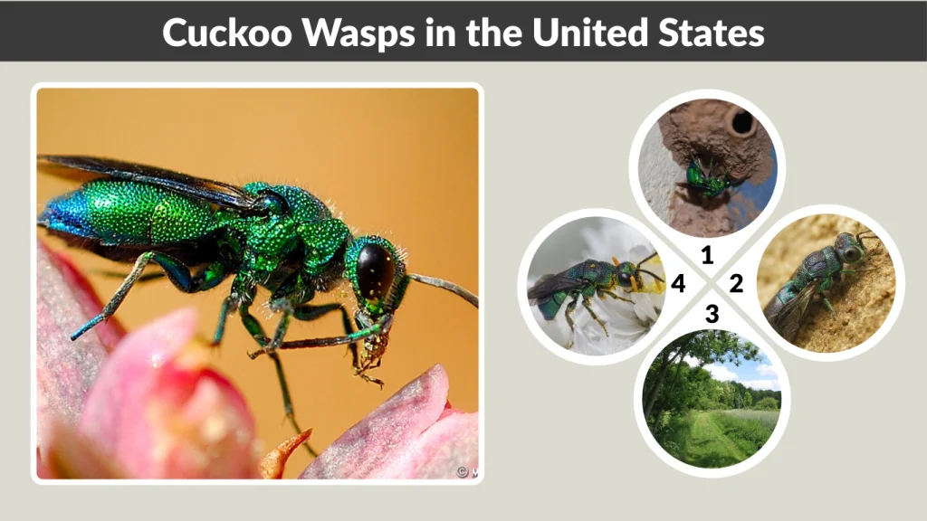 Cuckoo Wasp: Size, Color, Sting, Habitat, Identification, Life Cycle