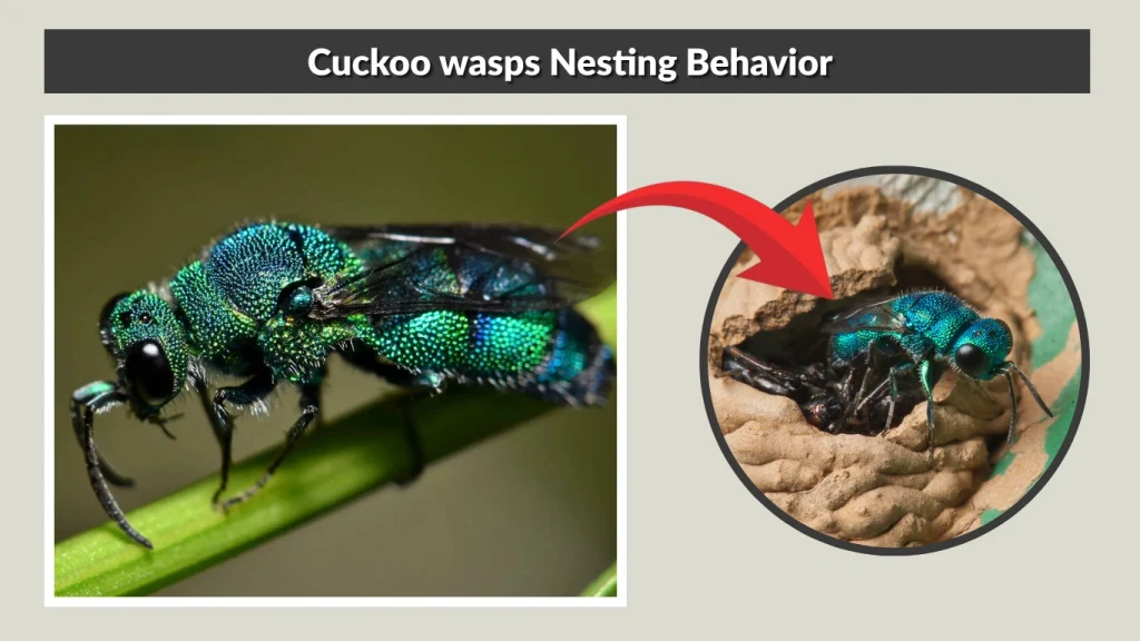 Cuckoo Wasp: Size, Color, Sting, Habitat, Identification, Life Cycle