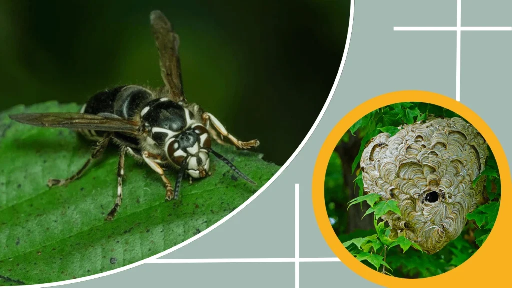Bald Faced Hornet Life Cycle And Lifespan