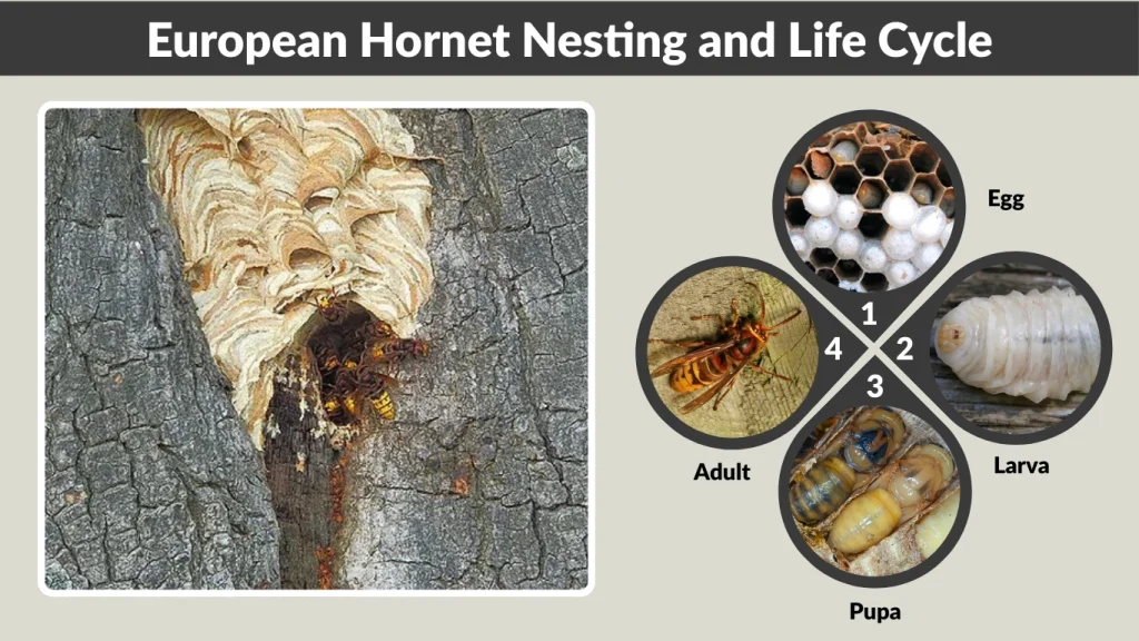 European Hornet: Size, Sting, Life cycle, Nest, Queen & facts