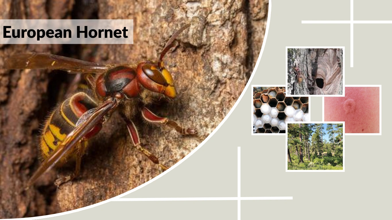 European Hornet: Size, Sting, Life cycle, Nest, Queen & facts