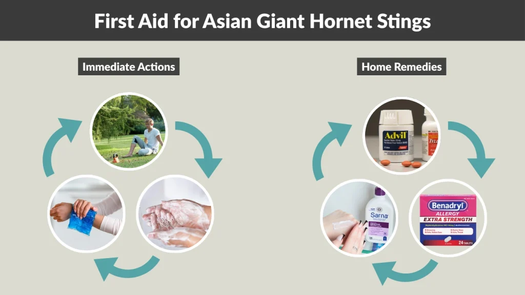 Asian Giant Hornet Sting: Symptoms, Reaction, and Treatment