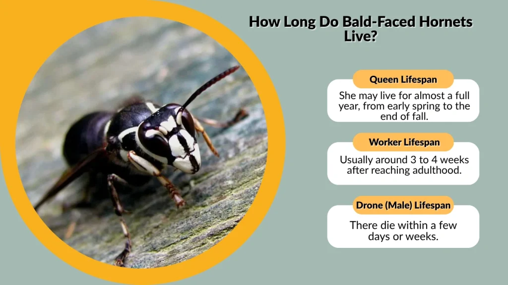 Bald Faced Hornet Life Cycle And Lifespan