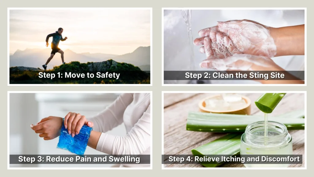 Normal Wasp Sting Reaction What Should You Do Immediately