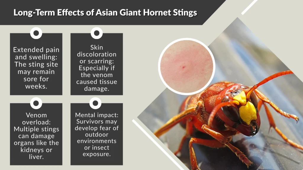 Asian Giant Hornet Sting: Symptoms, Reaction, and Treatment