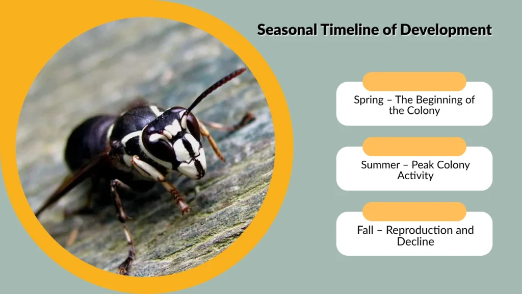 Bald Faced Hornet Life Cycle And Lifespan