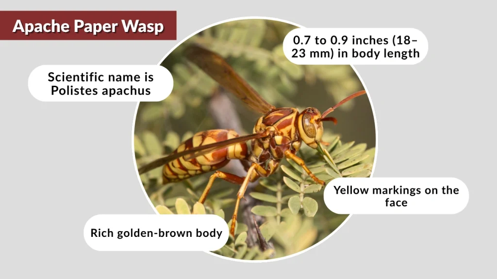 Apache Paper Wasp: Sting, Size, Nesting, Range, Behavior & More