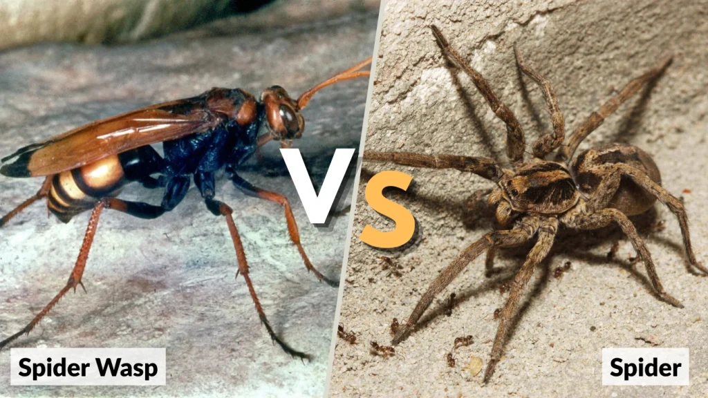 Spider Wasp vs Spider: Behavior, Battles, and Survival