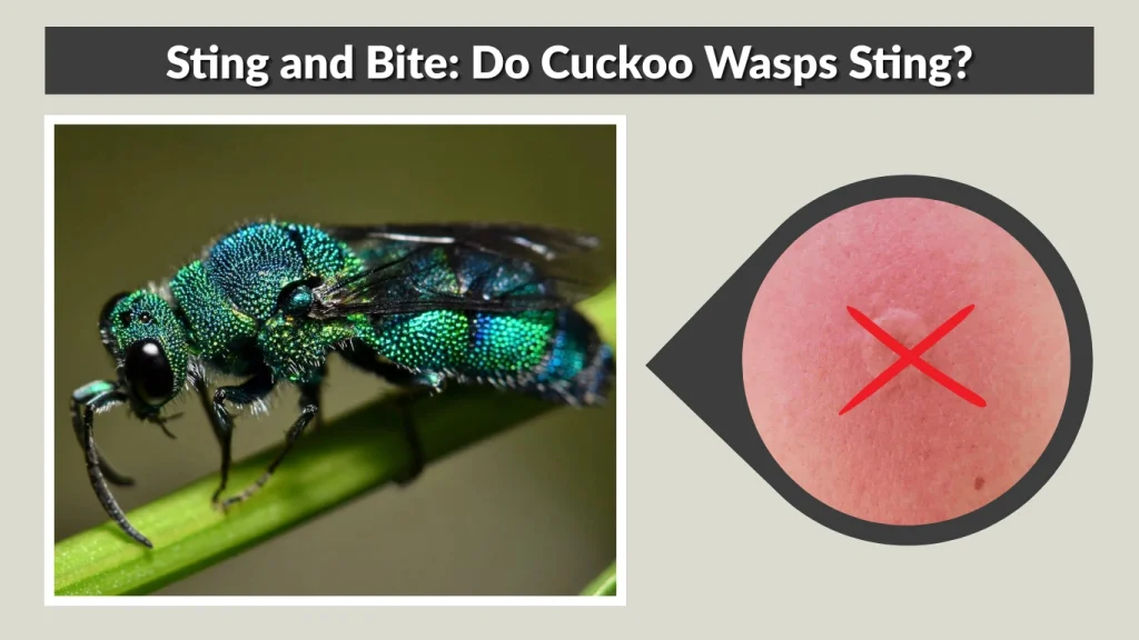 Cuckoo Wasp: Size, Color, Sting, Habitat, Identification, Life Cycle