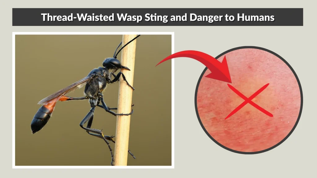 Thread-Waisted Wasp: Sting, Nest, Identification, and Facts