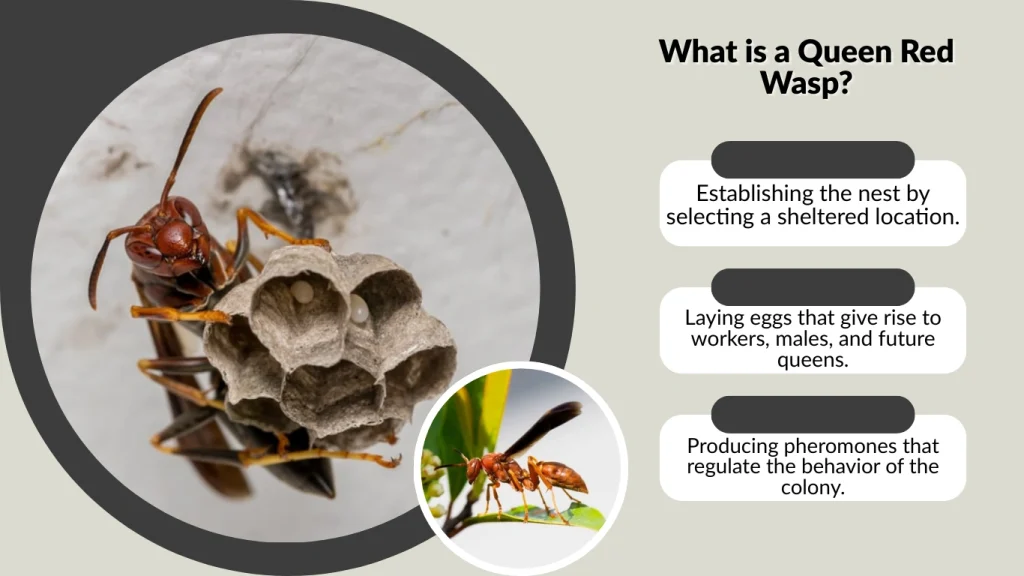 Queen Red Wasp: Role, Behavior, and Life Cycle