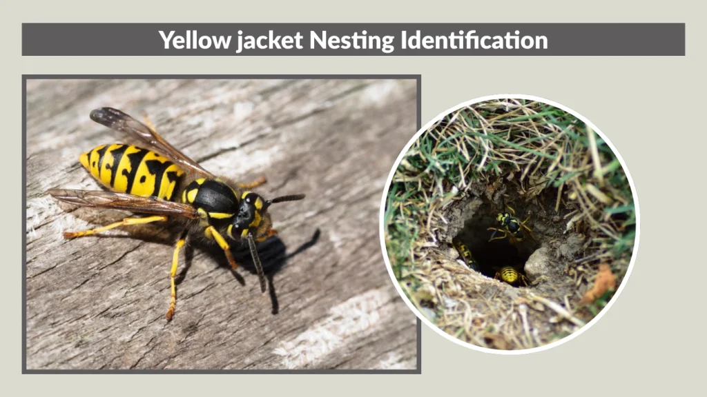 What Does a Yellow Jacket Wasp Look Like? Identification Guide
