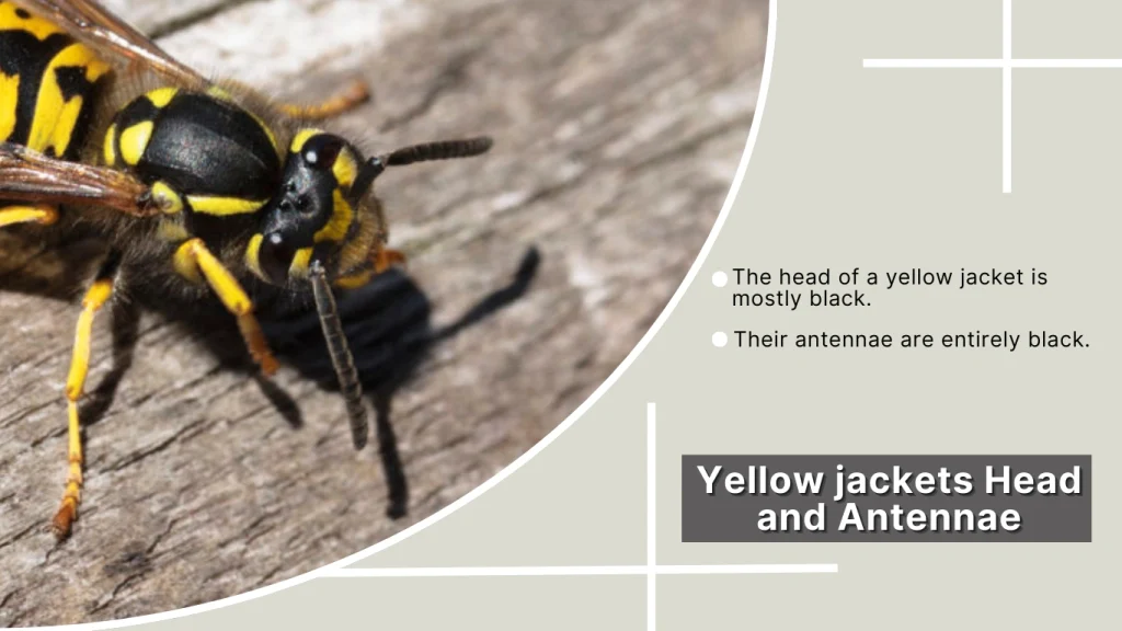What Does a Yellow Jacket Wasp Look Like? Identification Guide