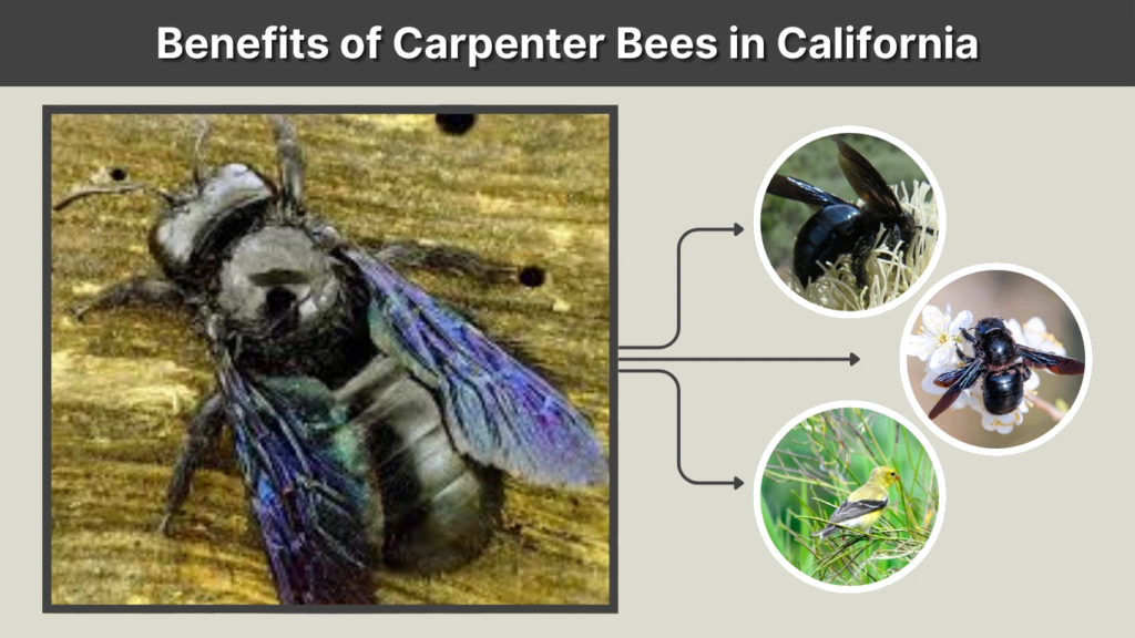 California Carpenter Bee: Facts, Identification, and Behavior