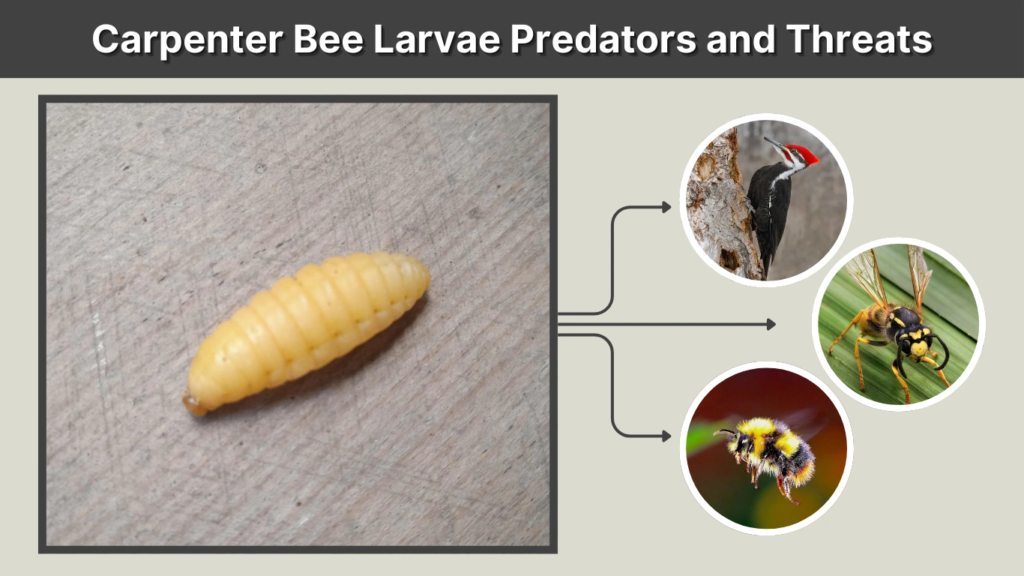 Carpenter Bee Larvae: Identification, Life Cycle, and Predators