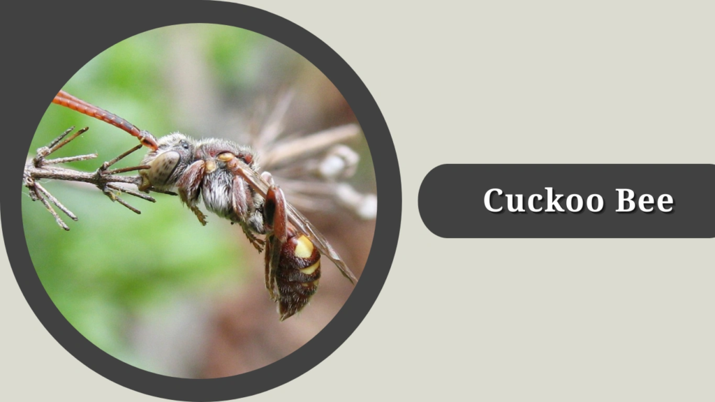 10 Small Bees in the World: Identification with Pictures