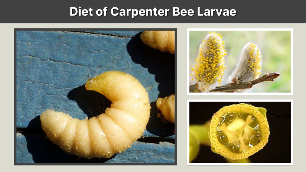 Carpenter Bee Larvae Identification Life Cycle And Predators