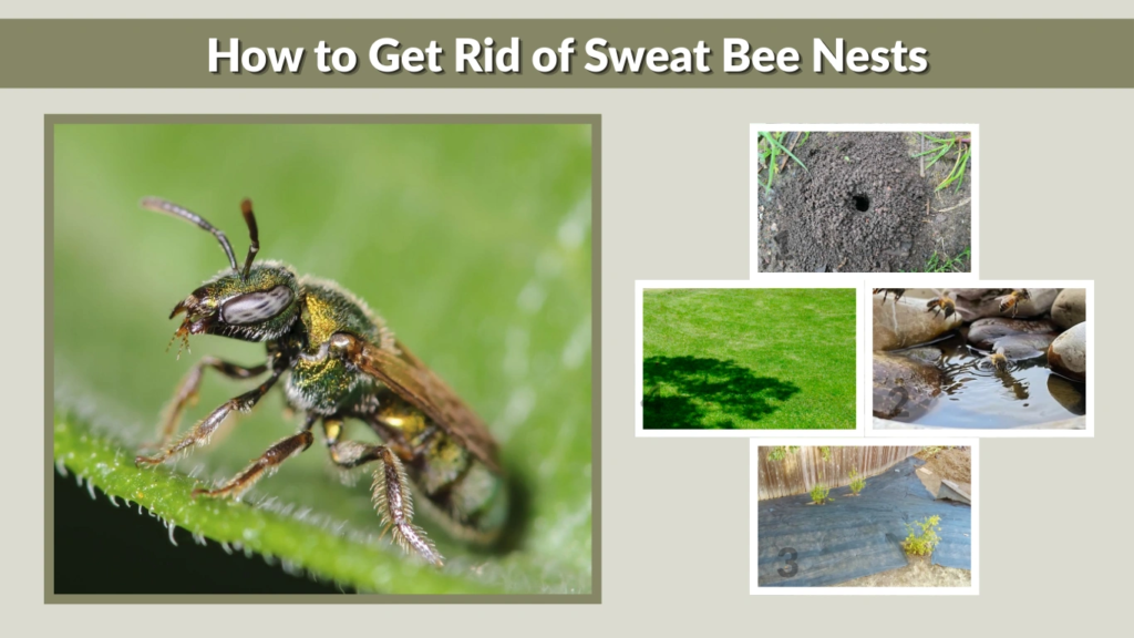 How to Get Rid of Sweat Bees: Indoors, Outdoors, and Naturally