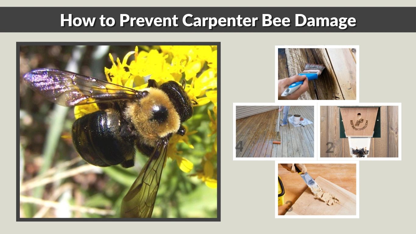 How To Prevent Carpenter Bee Damage Step By Step Guide