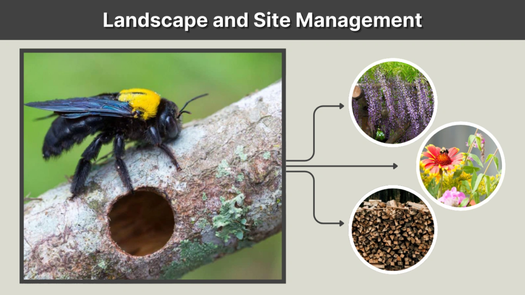 How to Prevent Carpenter Bee Damage: Step-by-Step Guide