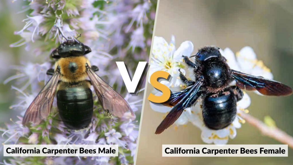 California Carpenter Bee: Facts, Identification, and Behavior