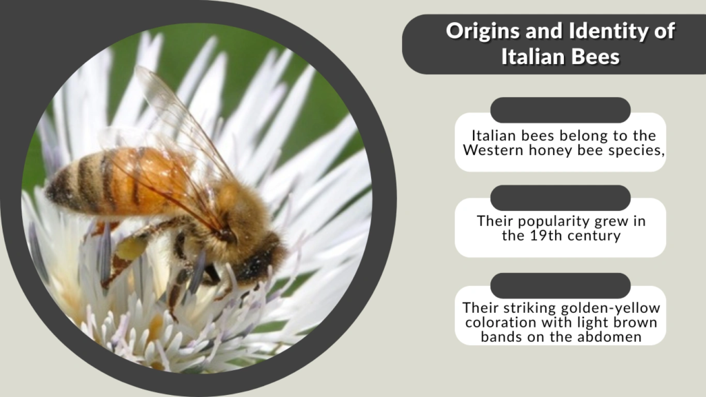 Italian Bees: Characteristics, Behavior, and Identification