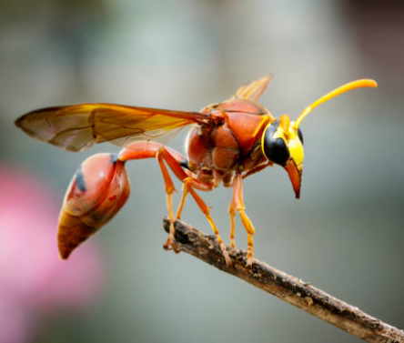 Home - Wasp World