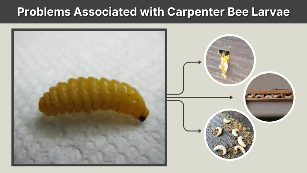 Carpenter Bee Larvae: Identification, Life Cycle, and Predators
