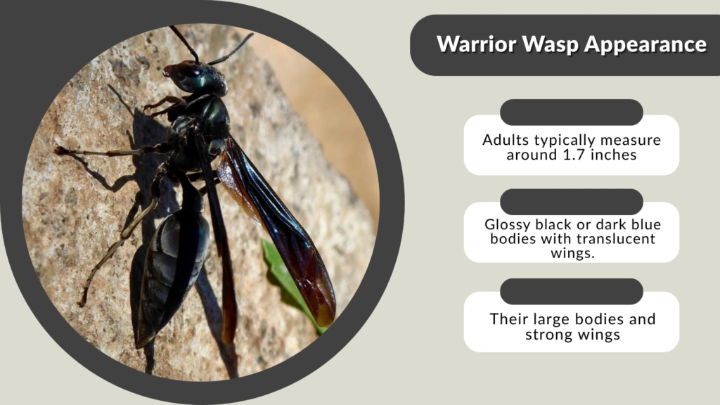 Warrior Wasp: Identification, Sting, Habitat and Dangers
