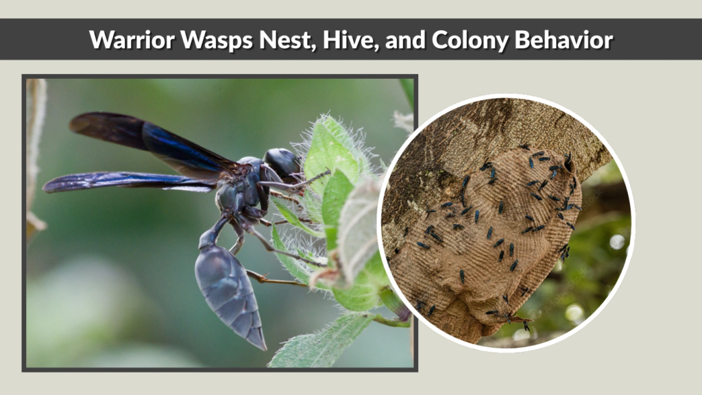 Warrior Wasp: Identification, Sting, Habitat and Dangers